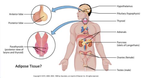 Patho Quiz 2 Endocrine Flashcards Quizlet