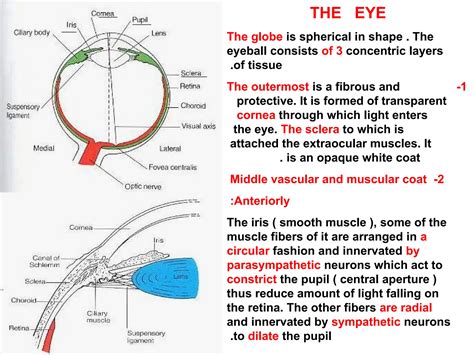 Anatomy Of Visual Pathways An Eye Presentation Ppt