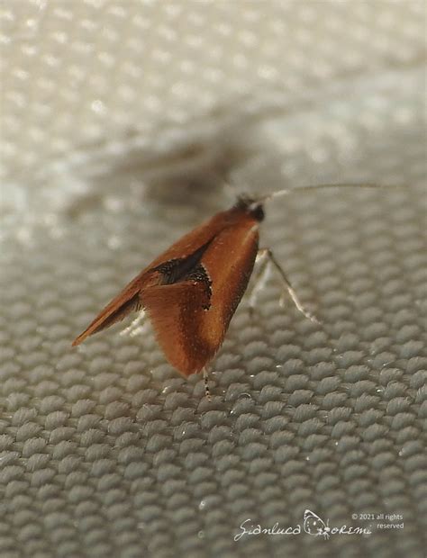 Batia Lunaris