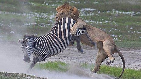 Amazing Pictures Zebra Fights Off A Lion Attack Cbbc Newsround
