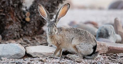 Black Tailed Jackrabbit Habitat