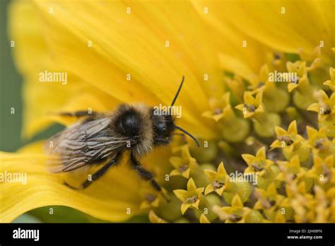 Large Earth Bumblebee Bombus Terrestris On Sunflower Helianthus Annuus Emsland Lower