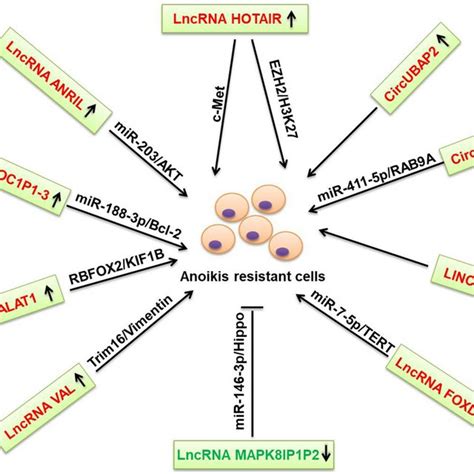 Long Non Coding Rnas Lncrnas And Circular Rnas Circrnas Regulate Download Scientific