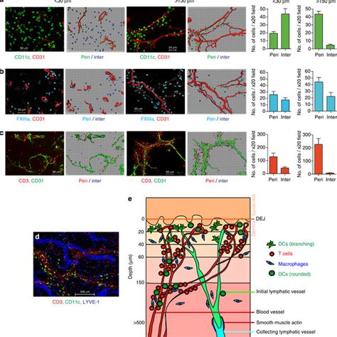 Pdf A Three Dimensional Atlas Of Human Dermal Leukocytes Lymphatics