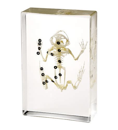 Toad Skeleton Sahara Scientific