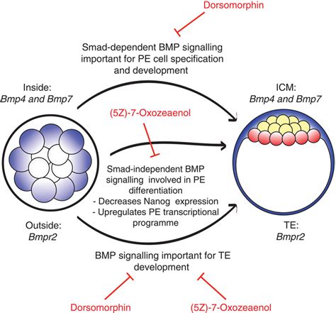 Roles Of Bmp Signalling In Pre Implantation Development Bmp Signalling