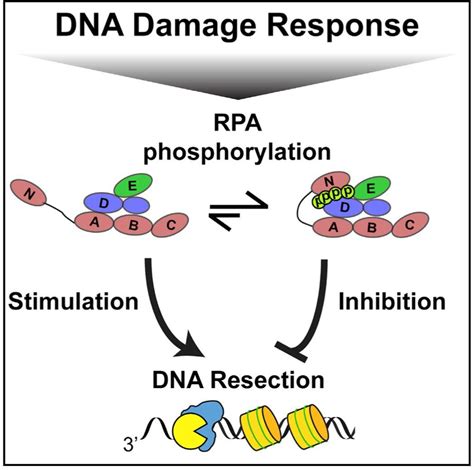 Cell子刊：dna损伤修复途径负反馈：复制蛋白rpa的磷酸化抑制dna切除和同源重组 知乎
