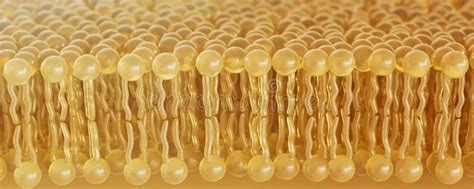 3d Rendering Lipid Bi Layer Cell Anatomy 3d Rendering Stock