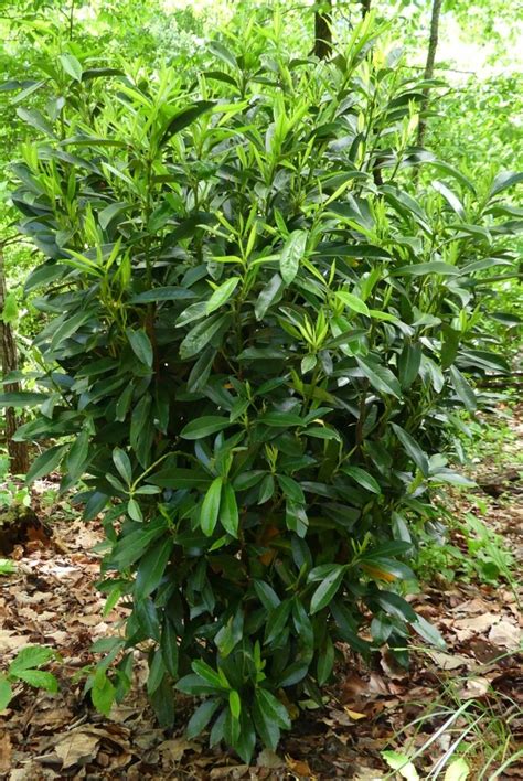 English Laurel Schipkaensis The Plant Firm