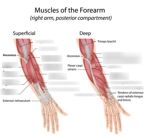 Posterior Extensor Group Diagram Quizlet