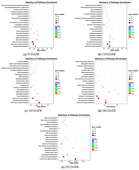 Transcriptome Profiling Provides Insight Into The Genes In Carotenoid Biosynthesis During The