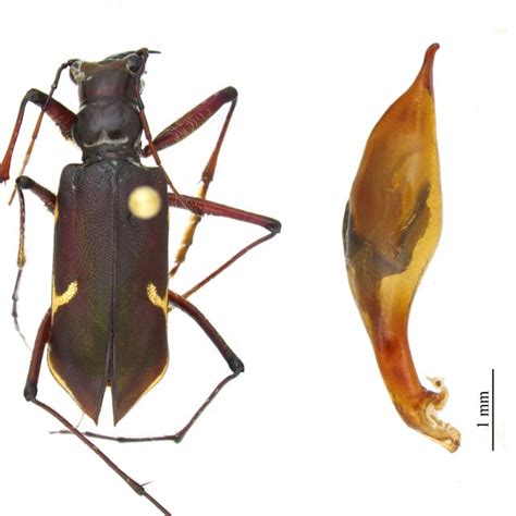 Hábito Dorsal Y Detalle Del Aedeagus De Oxygonia Moreti Deuve 1992 Download Scientific Diagram