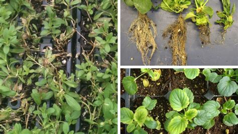 How To Identify And Eradicate Black Root Rot In Bedding Plants