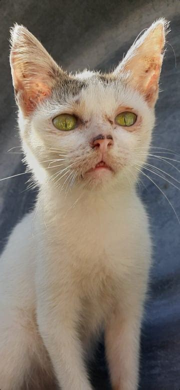 Pets Ko Ko Fi ️ Where Creators Get Support From Fans Through