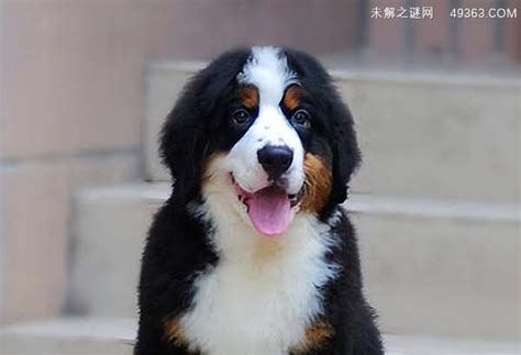 伯恩山犬价格多少钱一只？（一般4000元到40000元） — 未解之谜网
