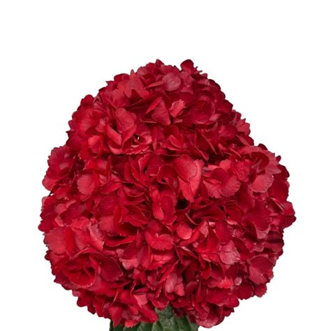 Beautiful Red Hydrangea Pop Wedding Flowers