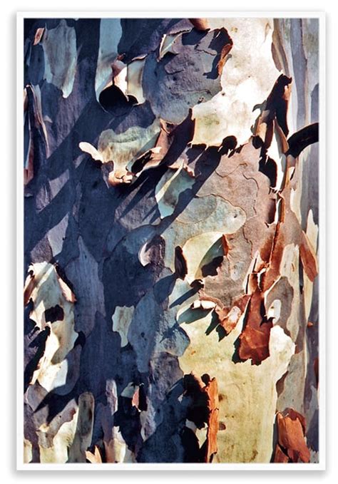 Light And Shade Local And Yonder