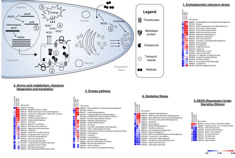 Overview Of Biological Process Overrepresented In Aspergillus Nidulans