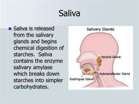 What Is Saliva How Does It Help Digestion At Troy Haynes Blog