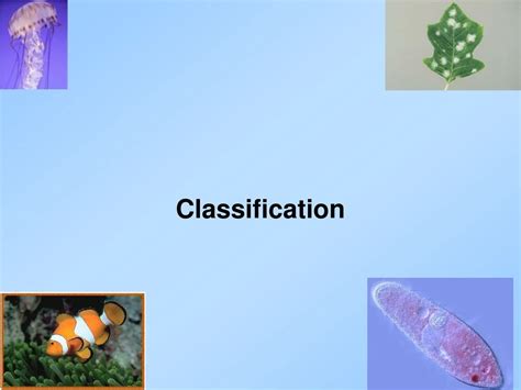 Ppt Classification Powerpoint Presentation Free Download Id8739251