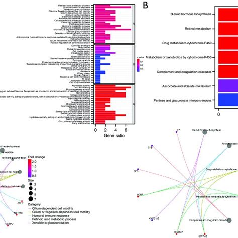Functional Enrichment Analysis A Go Enrichment Analysis B Kegg