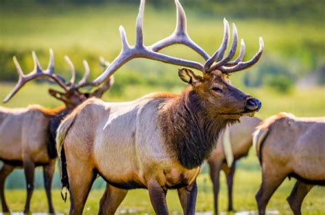 Deer Vs Elk The Differences May Be Surprising To You Deerseasonorg