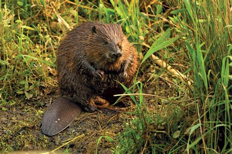 Beaver Lodge Britannica