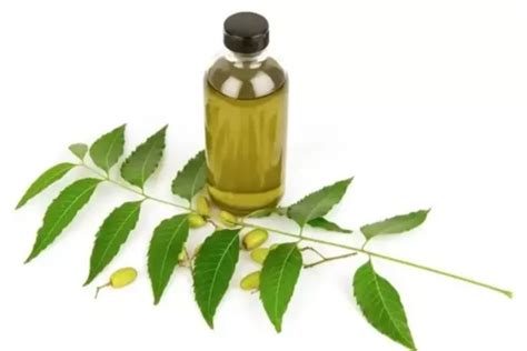 Manfaat Dan Khasiat Daun Mimba Dalam Pengobatan Tradisional Unews