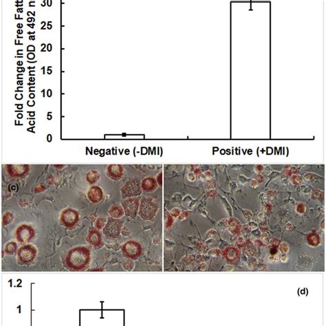 Morphological Parameters Of The Cells A Cell Circularity Values B