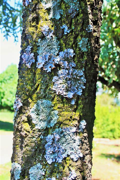 Tree Trunk Lichen Free Image Download