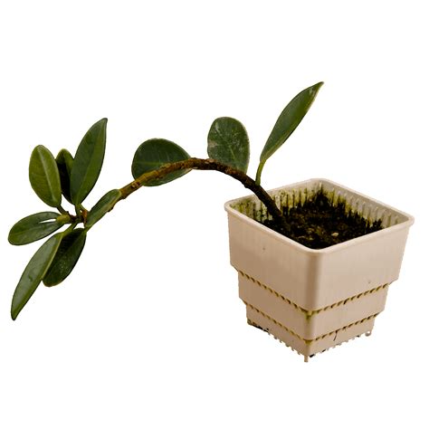 Plantón Ficus Microcarpa Var Green Esmeral Nº 0001 Hanasu Bonsai