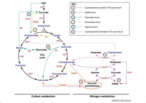 Tca Cycle Yeast At Lucinda Nicoll Blog