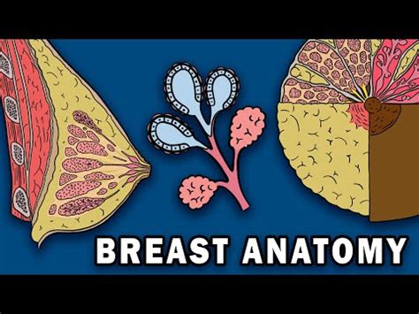 Understanding Breast Anatomy Areola Nipple Milk Ducts And More