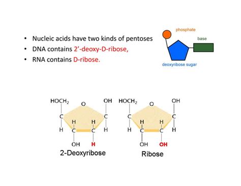 Nucleic Acid And Its Classification Pdf