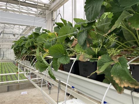 Reuse Of Plant Growing Substrate Can Contribute To Lowering The Carbon