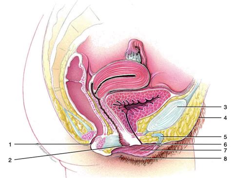 Female External Genitalia Diagram Quizlet