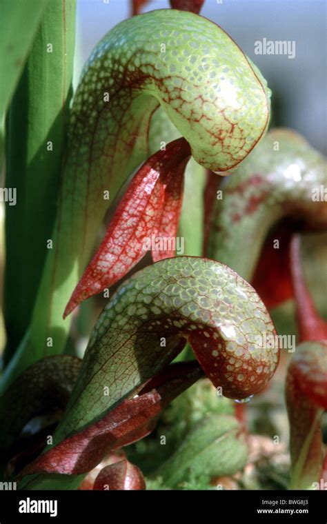 California Pitcher Plant Cobra Lily Cobra Plant Darlingtonia