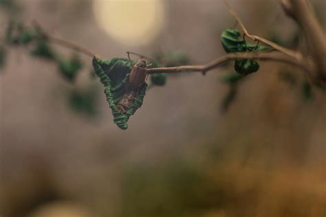 Close Up Photo Of Brown And Black Elephant Weevil On Green Leaf · Free