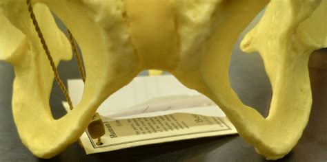 Chapter 9 Estimating Sex In Human Skeletal Remains Ppsc Ant 2315