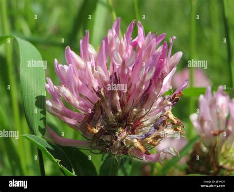 This Image Shows Trifolium Pratense Commonly Known As Red Clover A Perennial Plant Native To
