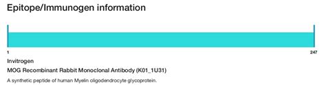 Mog Recombinant Rabbit Monoclonal Antibody K011u31 Invitrogen