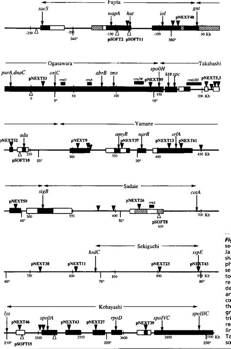 Figure 1 From Systematic Sequencing Of The Bacillus Subtilis Genome Progress Report Of The