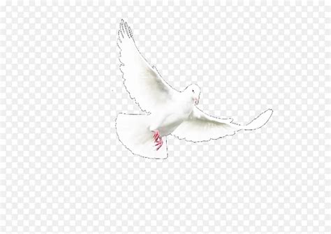 白鸽png图片素材下载图片编号9448789 Png素材网