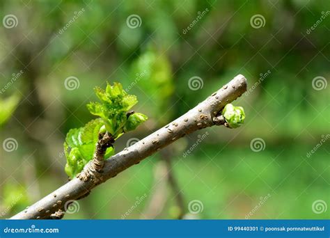 Selective Focus Of Cutting Off Top Mulberry Tree Stock Image Image Of