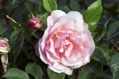 Rose Comtesse De Labarthe Stock Image C0020219 Science Photo