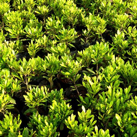 Bell Chamba Aswin Rose Garden