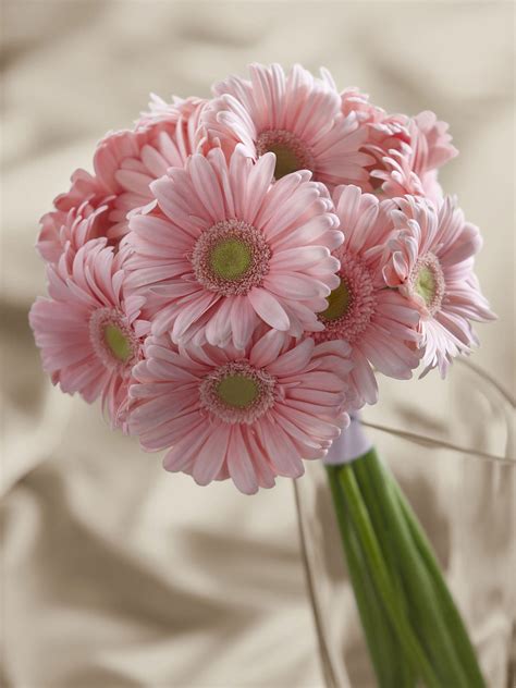 Gerbera Daisy Flower Arrangements For Weddings At Sherry Stamps Blog