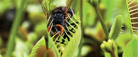 Killer Plants Life Science Article For Students