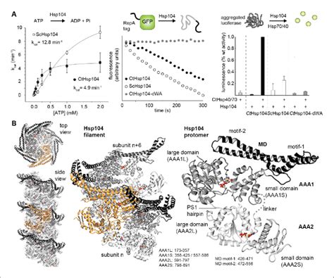 Crystal Structure Of Hsp104 A Overview Of Atpase Gfp Unfolding And