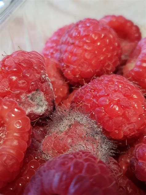 Moldy Raspberries